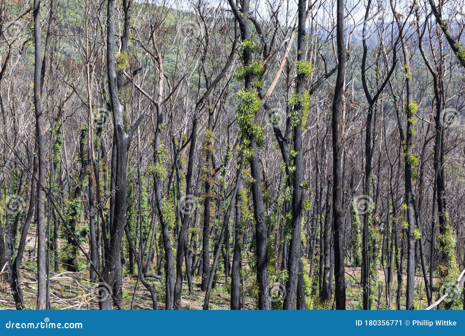Tree Regeneration in the Blue Mountains after the Australian Bush Fires ...