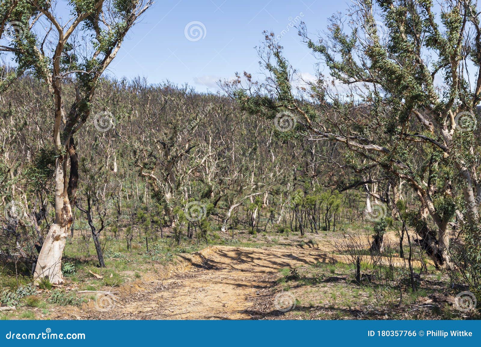 Tree Regeneration in the Blue Mountains after the Australian Bush Fires ...