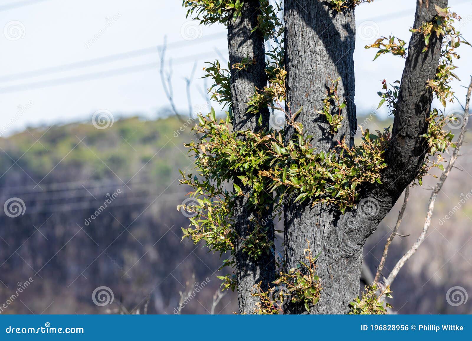 Tree Regeneration in the Blue Mountains after Severe Bushfires Stock ...