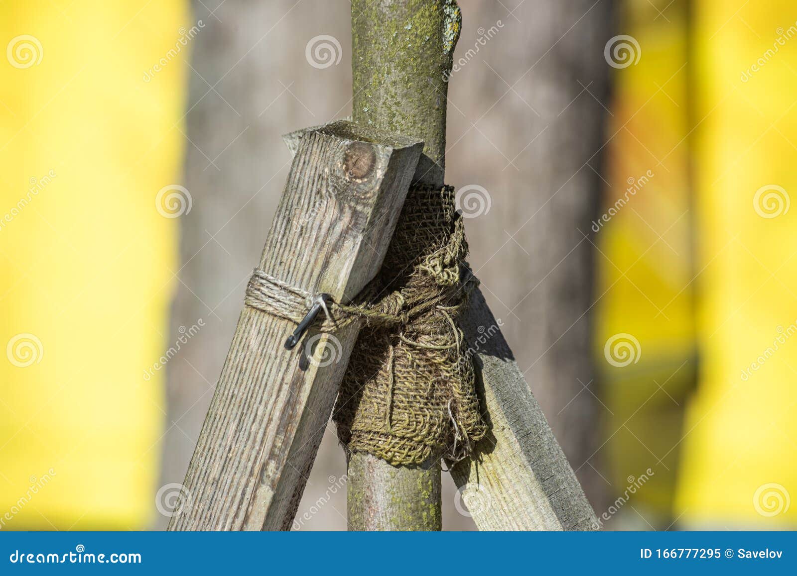 Tree Reinforced with Planks and Rope Stock Image - Image of life ...