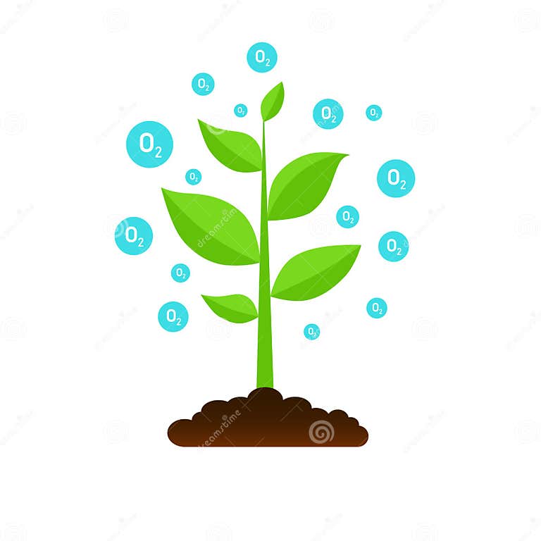 Tree Release Oxygen Tree Grows from Seed Earth Green Greening Programme ...