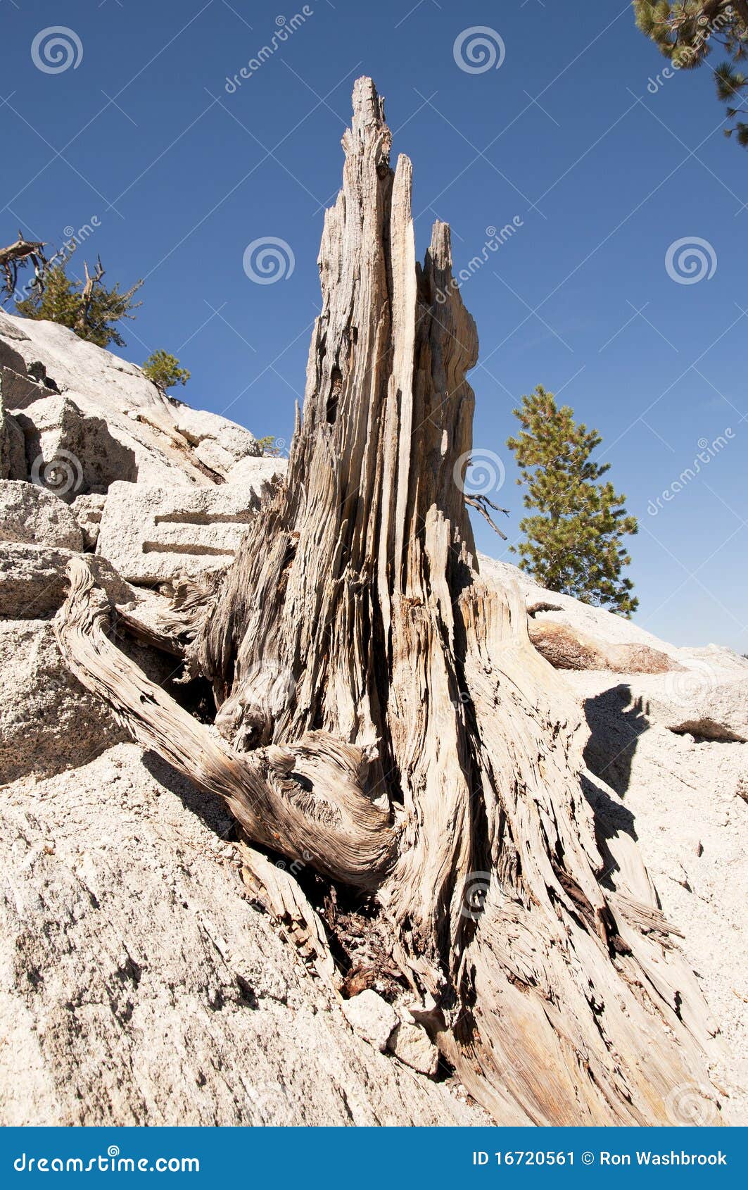Tree Remains stock image. Image of september, mountain - 16720561