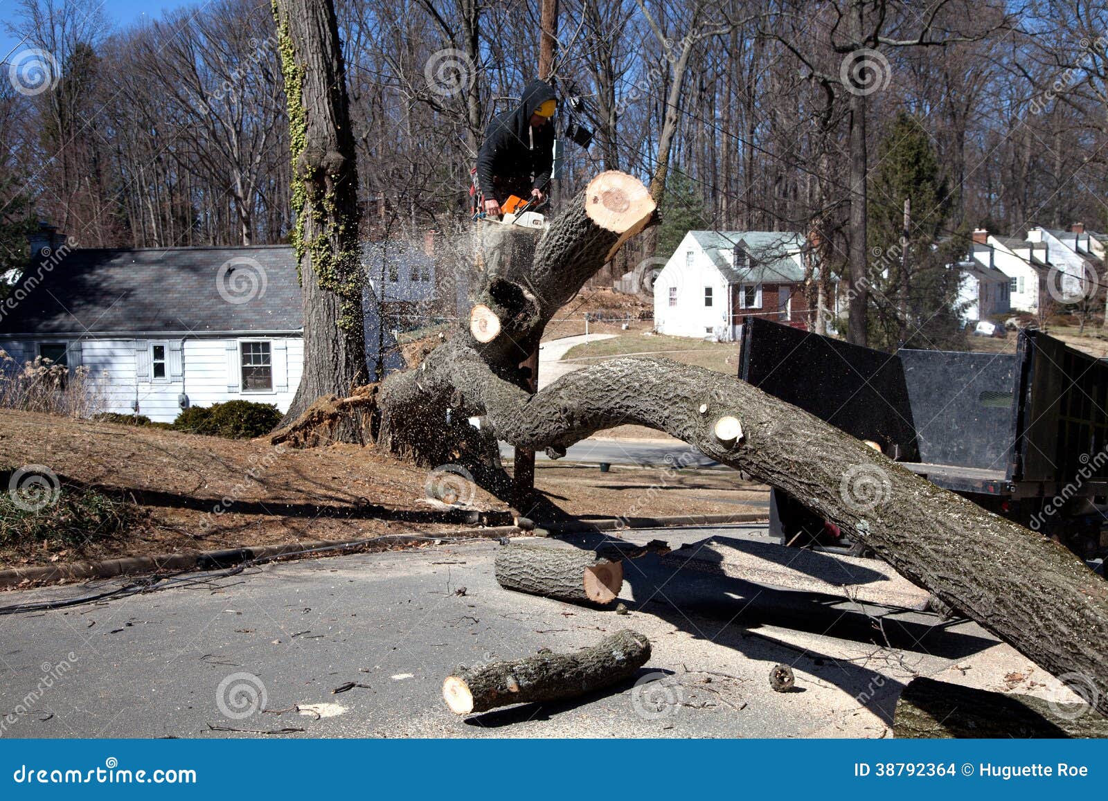 Tree removal editorial stock image. Image of falls, coast - 38792364
