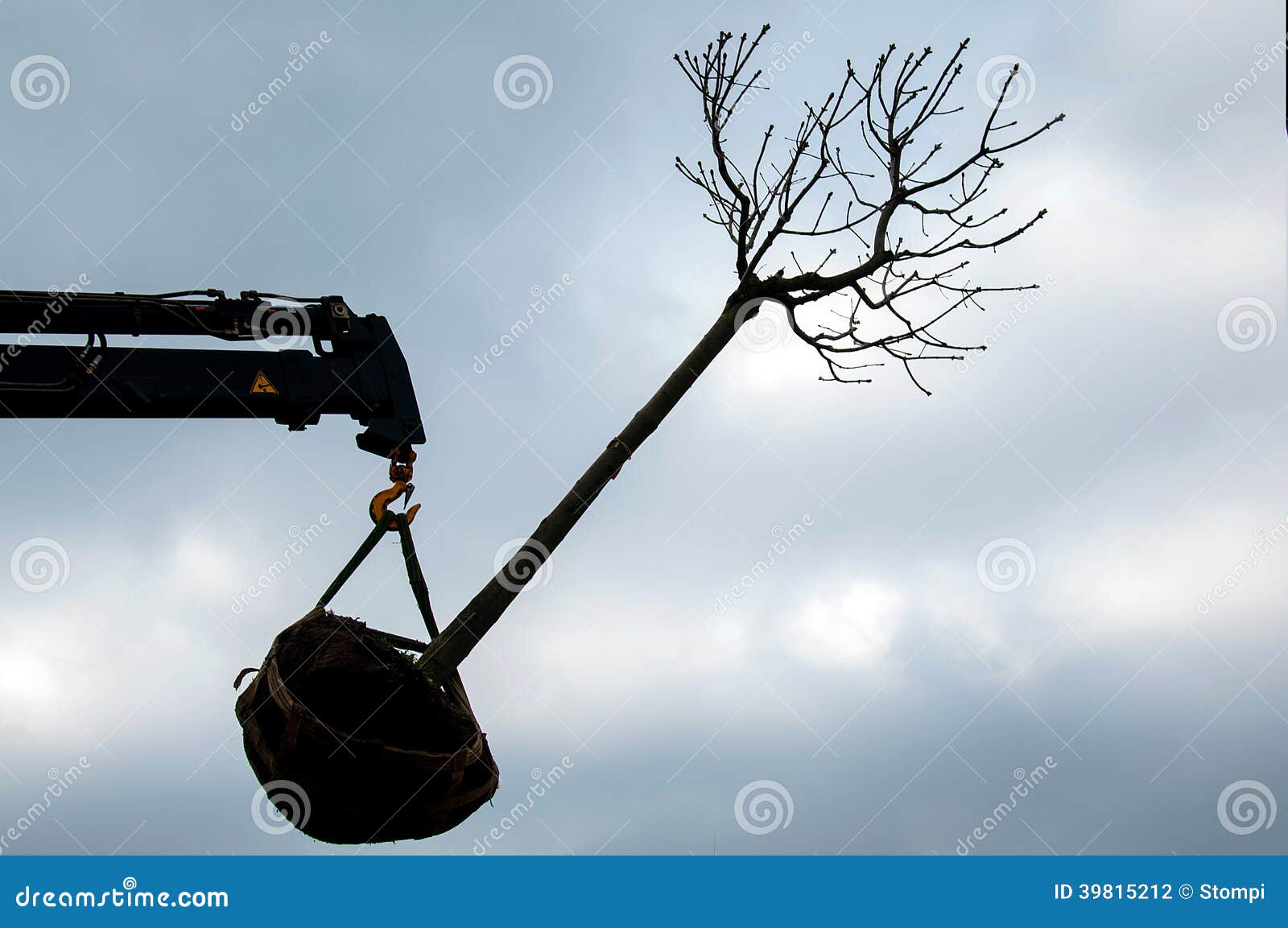 The Big Tree Was Lifted With Crane For Planting. Royalty-Free Stock ...