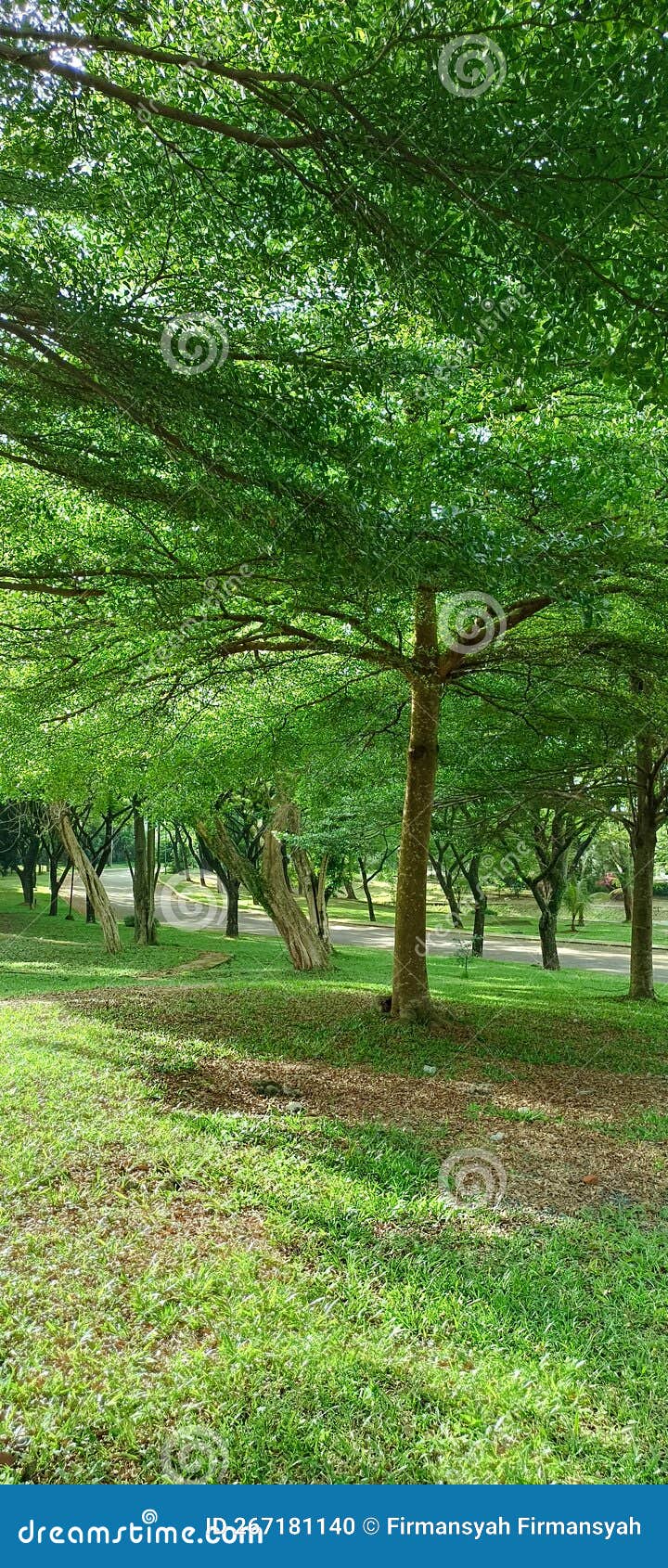 Tree Residence with Fresh Air Stock Photo - Image of plant, garden ...