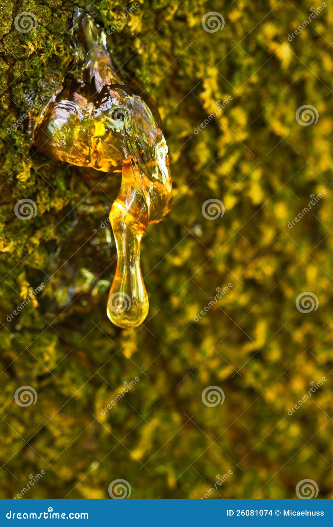 Tree resin stock photo. Image of wood, pine, yellow, resin - 26081074