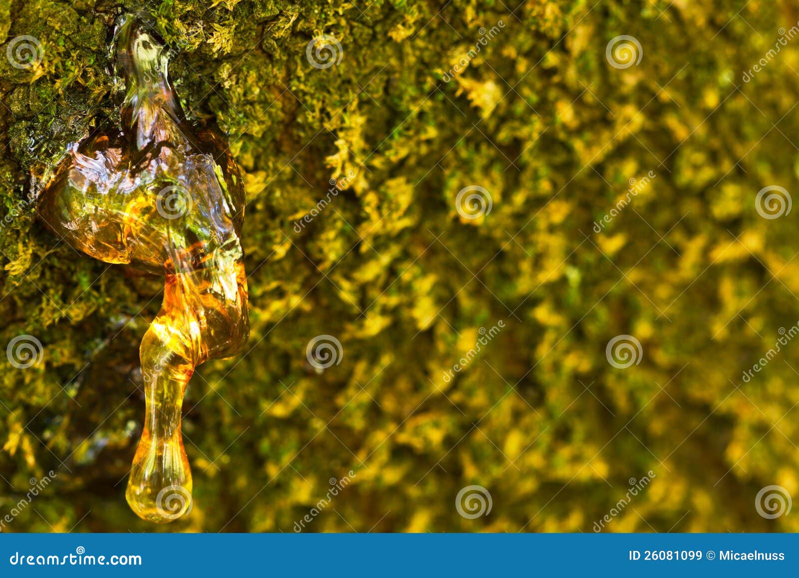 Tree resin stock image. Image of trunk, vibrant, detail - 26081099