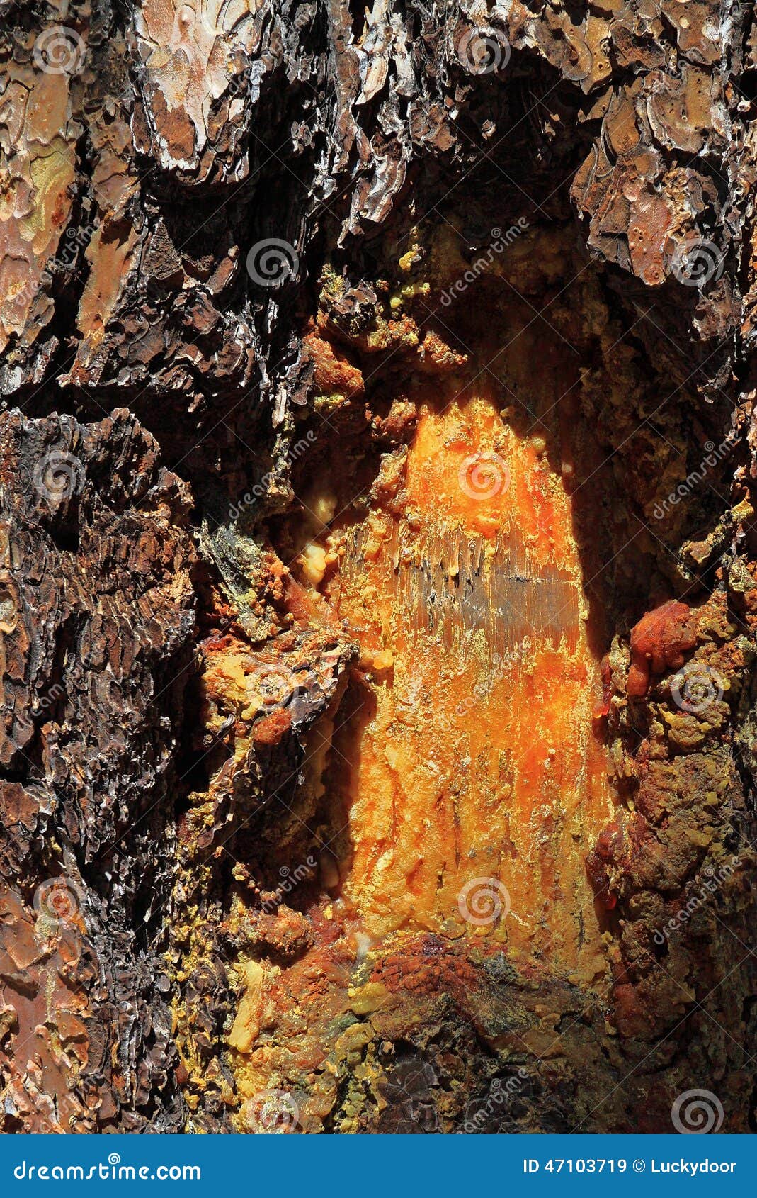 Tree Resin stock image. Image of nature, details, forest - 47103719