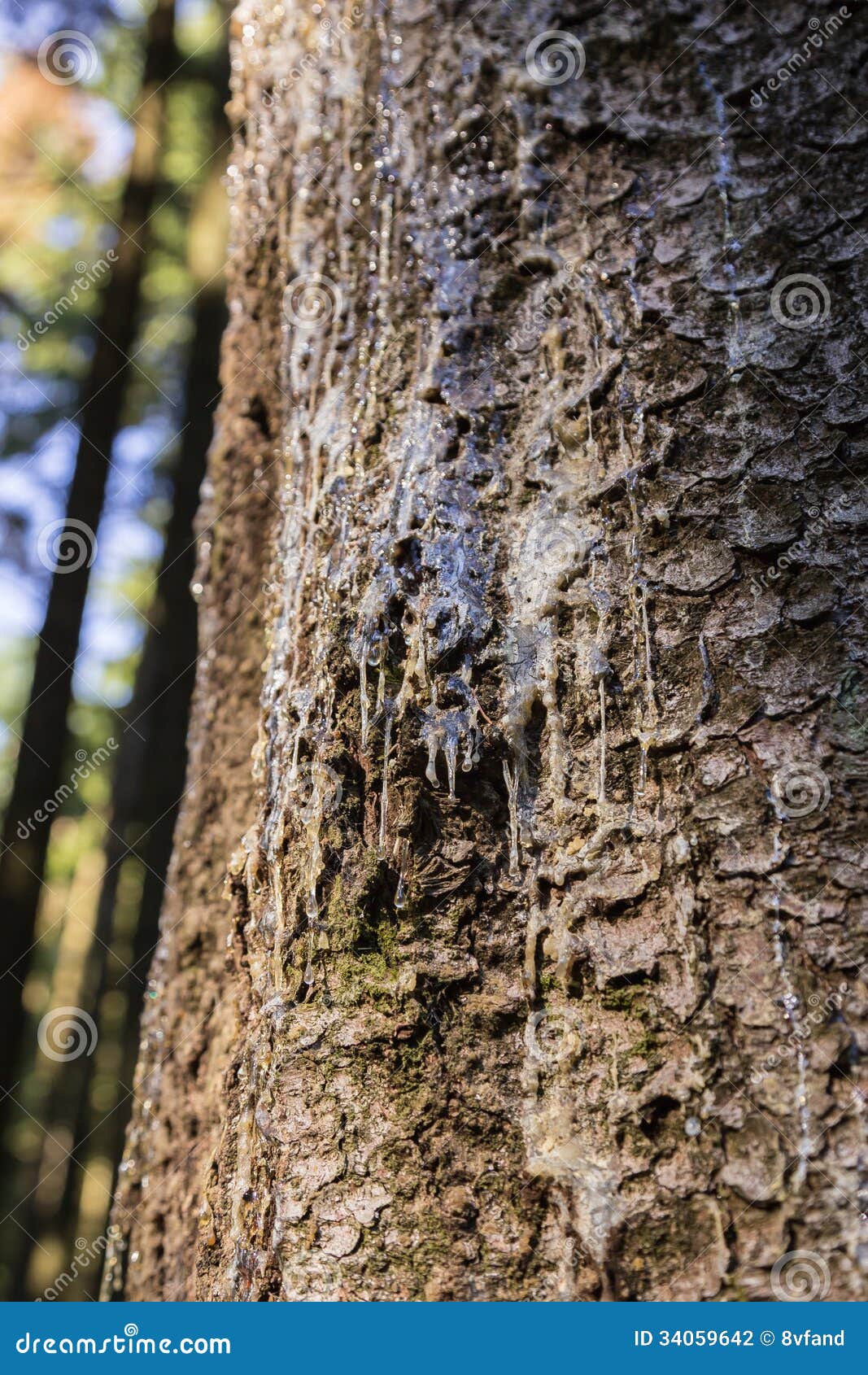 On a tree resin stock photo. Image of resinous, bark - 34059642
