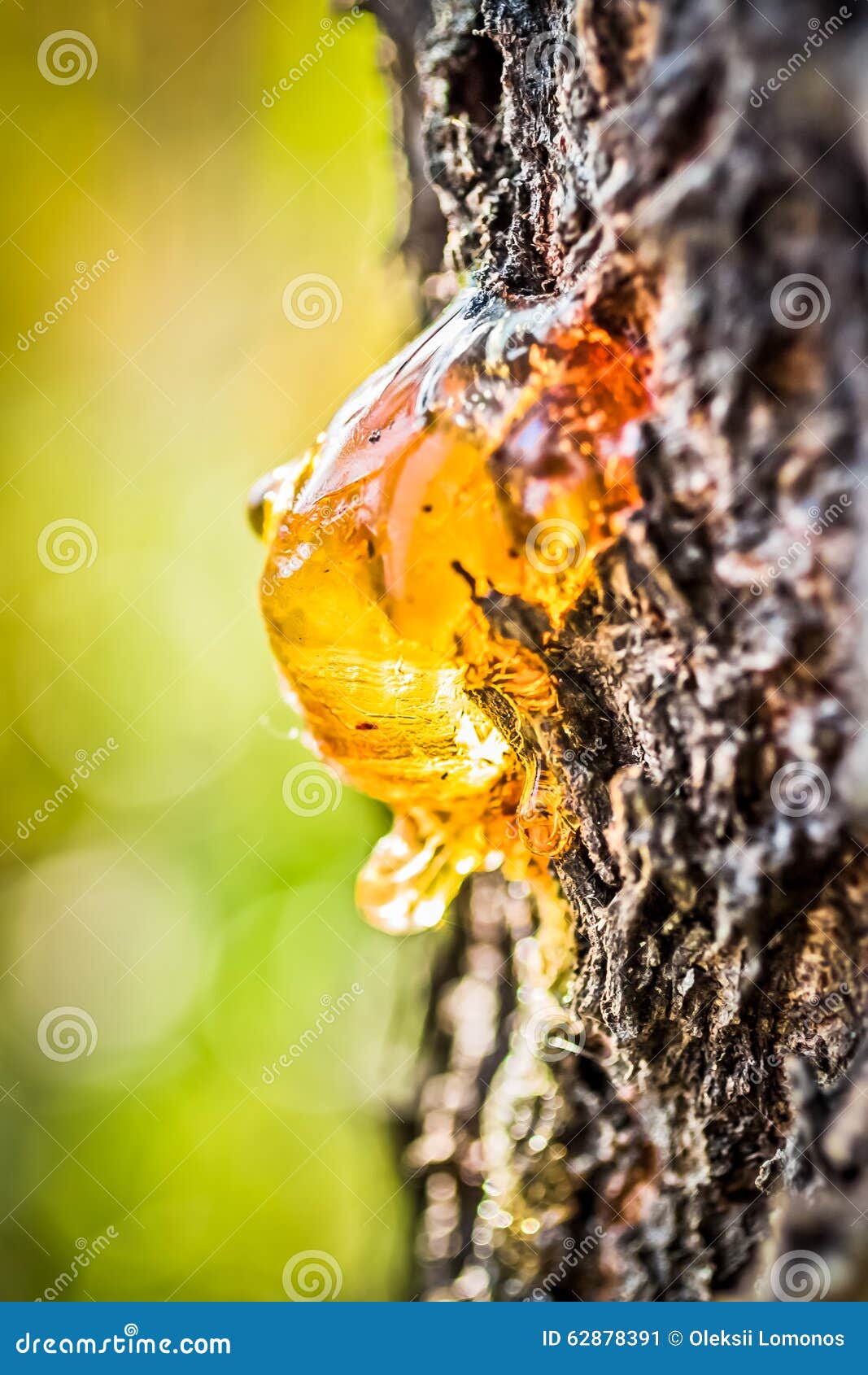 Tree Resin with a Nice Brown Color Stock Image - Image of foliage ...