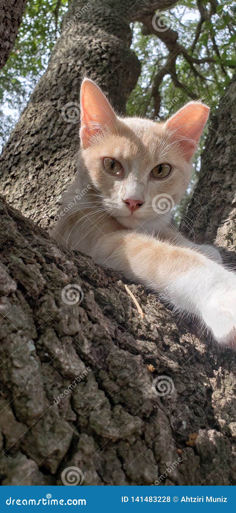 Tree rest stock photo. Image of tree, cute, rest, color - 141483228