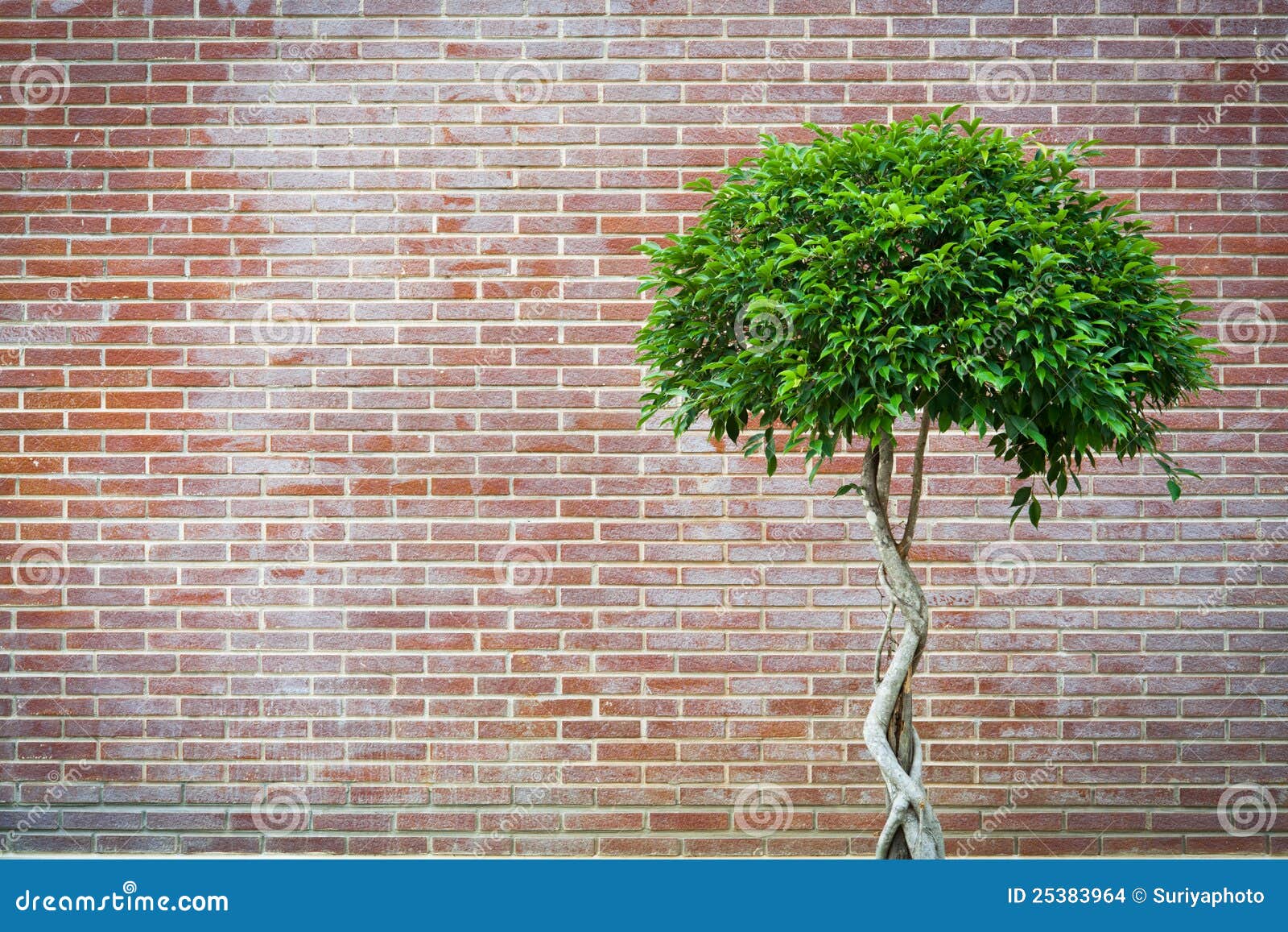 Tree with retro brick wall stock photo. Image of natural - 25383964