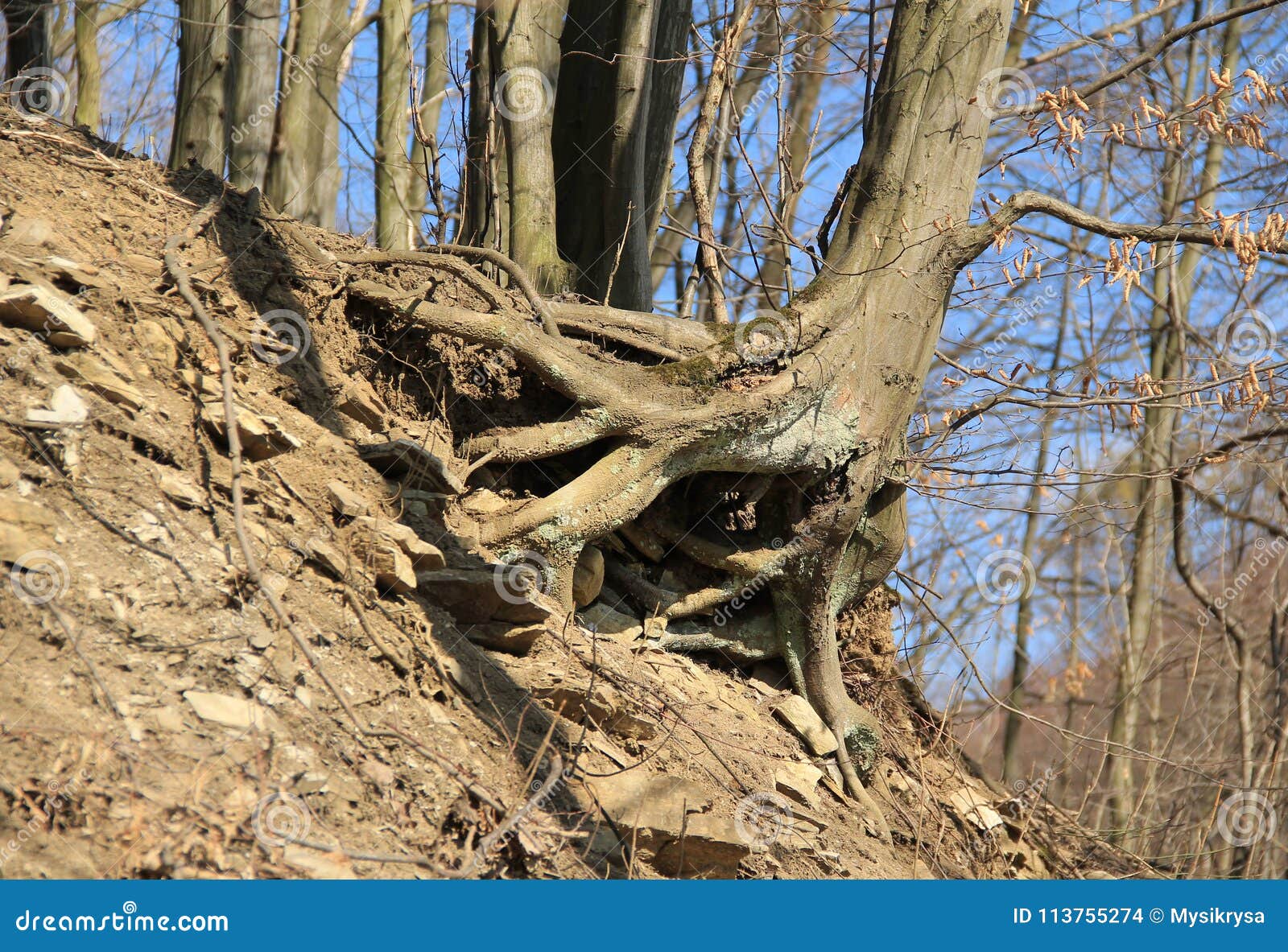 Tree on the slope stock photo. Image of wilderness, grow - 113755274