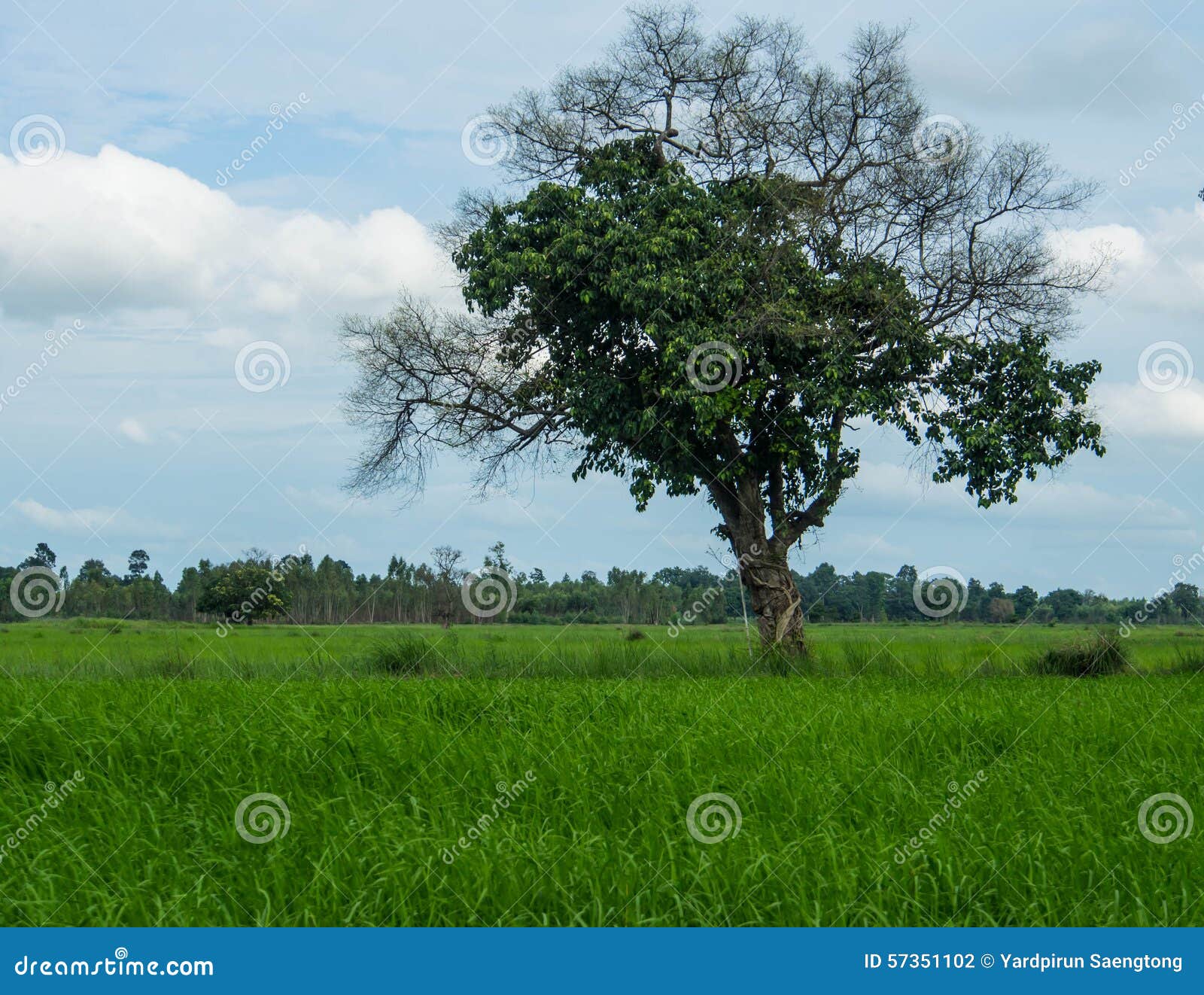 Tree in rice field stock photo. Image of field, paddy - 57351102