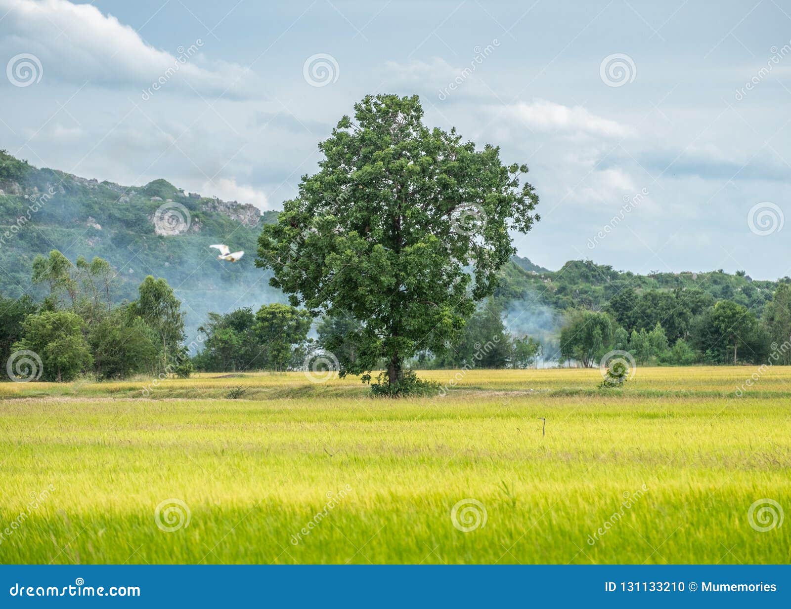 Tree on Rice Field with Blue Sky Stock Photo - Image of natural, lonely ...