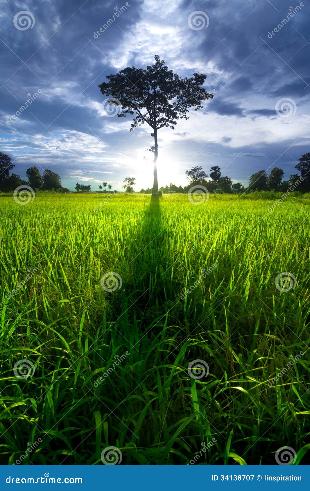 Tree in rice field stock image. Image of farmer, green - 34138707