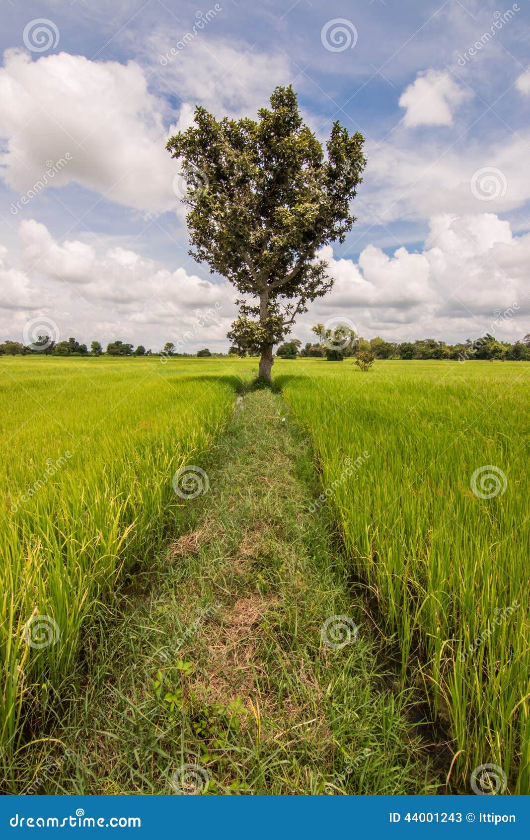 Tree and rice field stock image. Image of blue, farming - 44001243