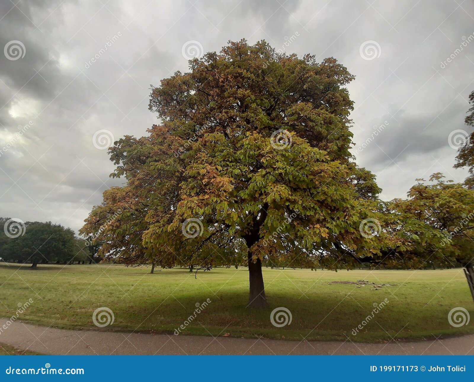 Tree in Richmond park stock image. Image of deciduous - 199171173