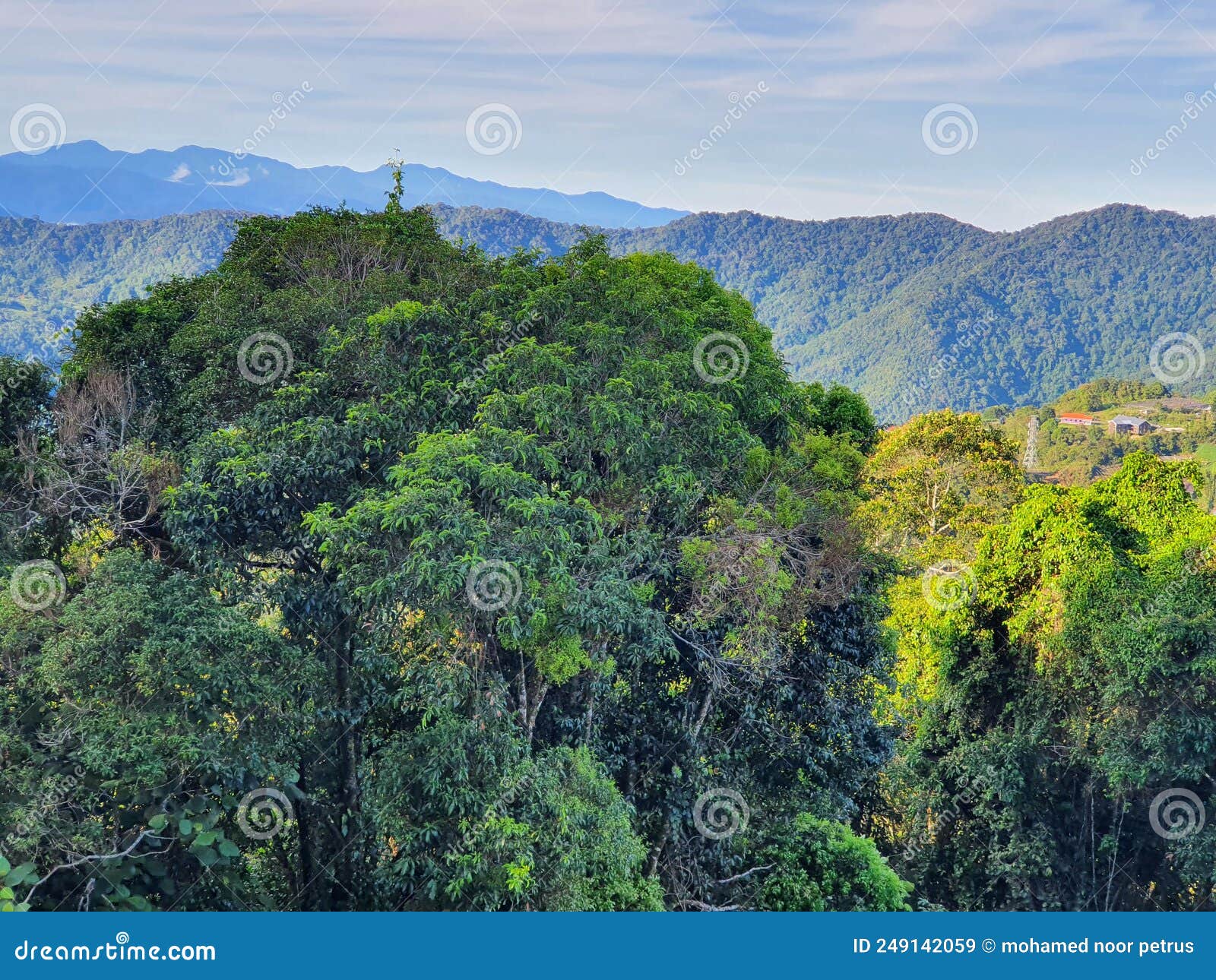 Tree On Ridge At Dawn Daylight Vertical Landscape Monochrome Rural ...