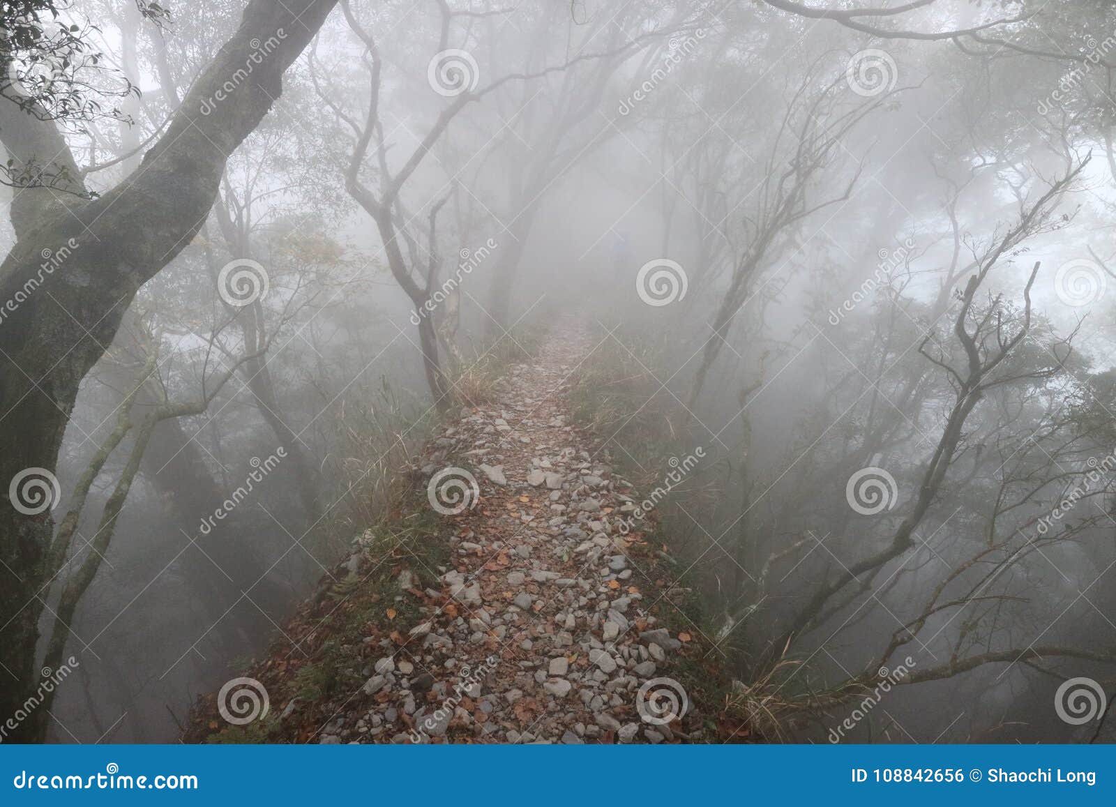 Ridgeline, fog stock photo. Image of tree, mountain - 108842656