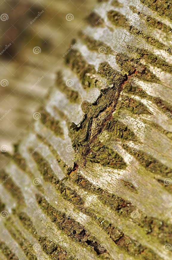 Tree, rind texture stock photo. Image of decorative, tree - 46920130