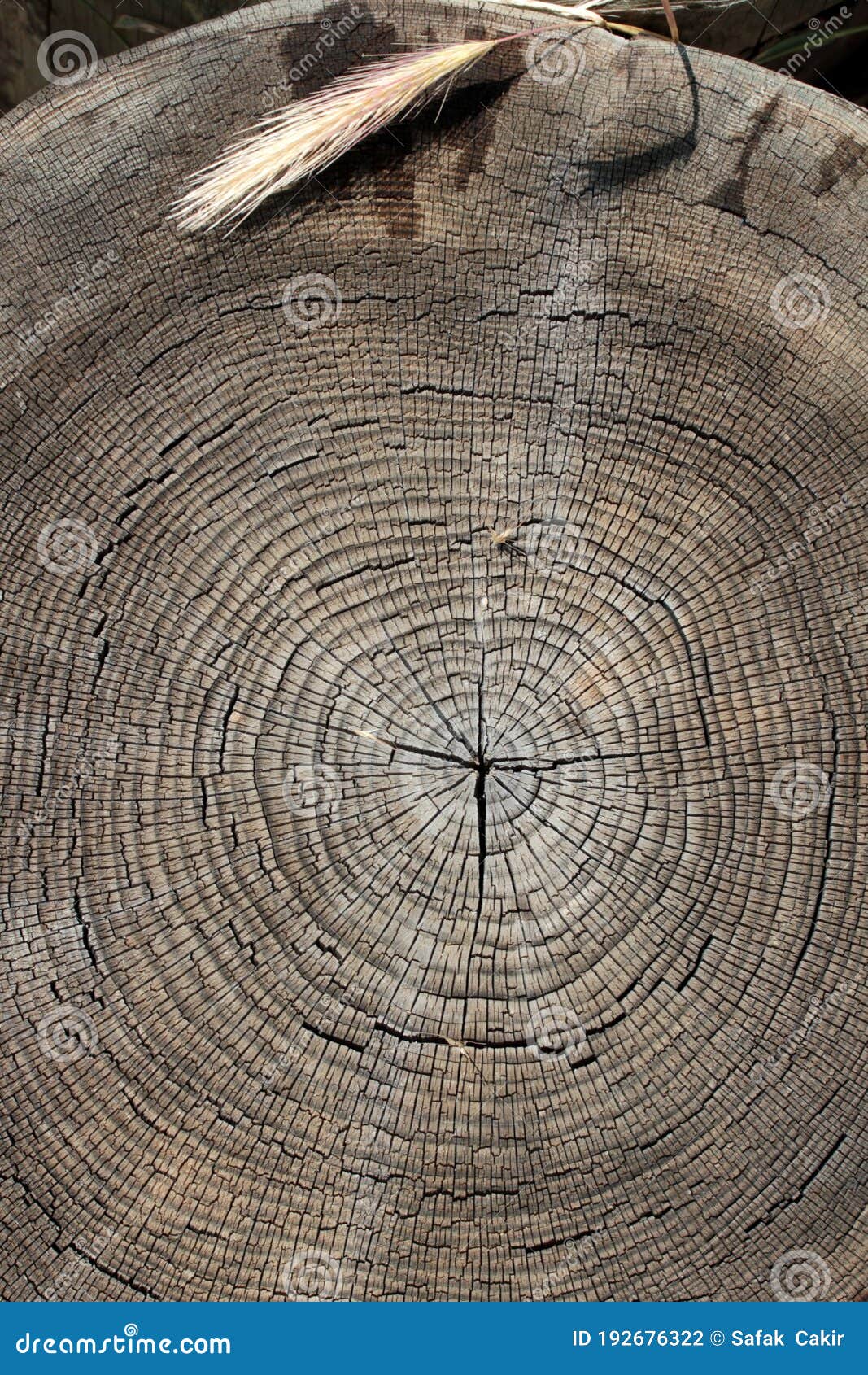 Tree ring stock photo. Image of firewood, dried, natural - 192676322