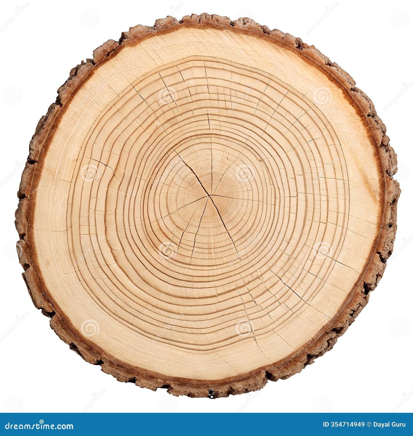 "Tree Ring Cross-Section Isolated on a Transparent Background Stock ...