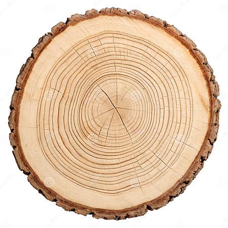 "Tree Ring Cross-Section Isolated on a Transparent Background Stock ...
