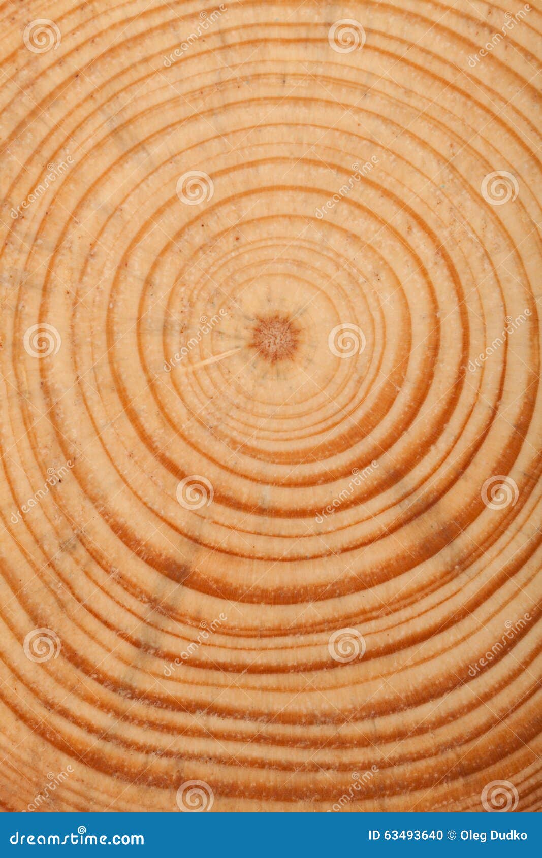 Tree Ring stock photo. Image of nature, textured, process - 63493640