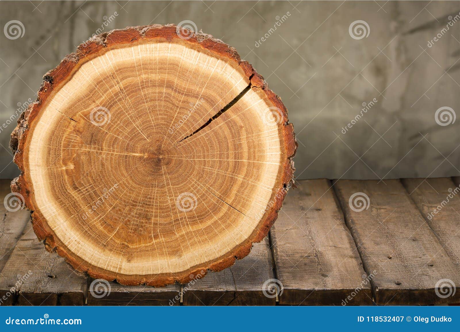 Tree ring stock image. Image of wood, forest, timber - 118532407