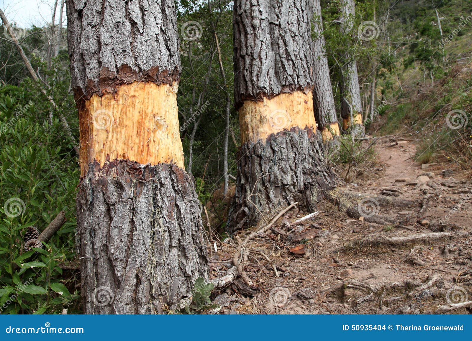 Tree ringing stock photo. Image of nature, stripped, green - 50935404