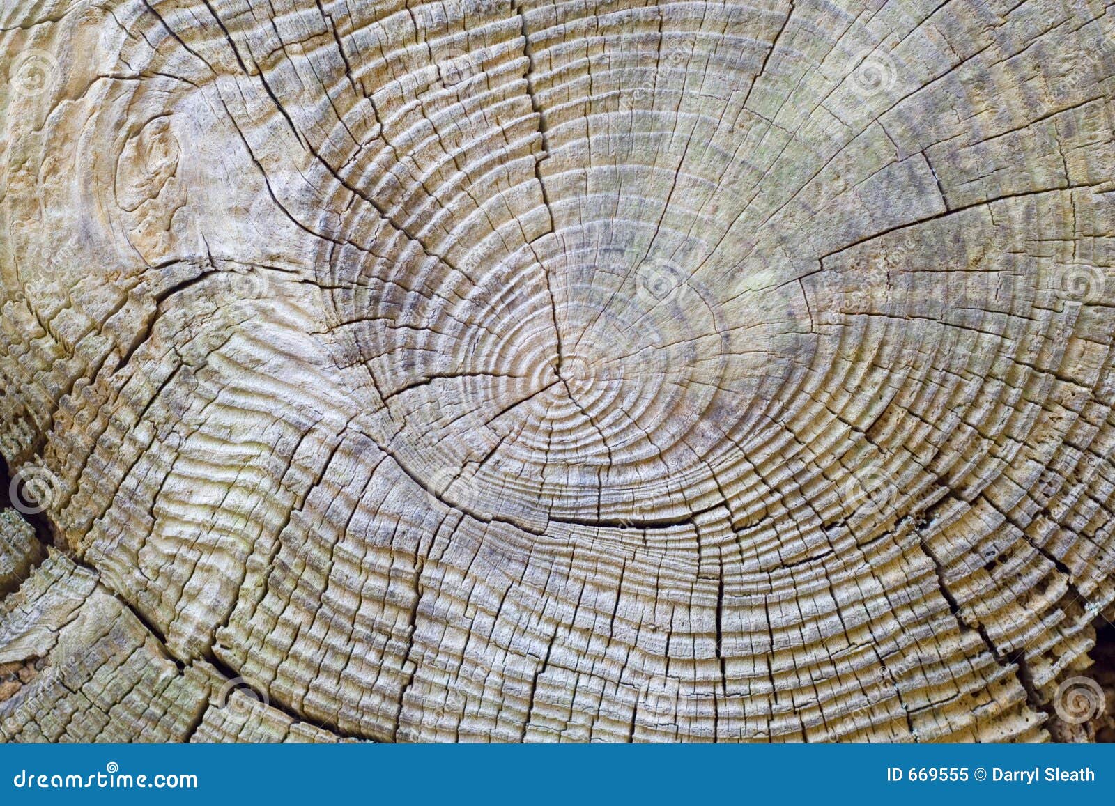 Tree rings 1 stock image. Image of timber, wood, date, lumberjack - 669555