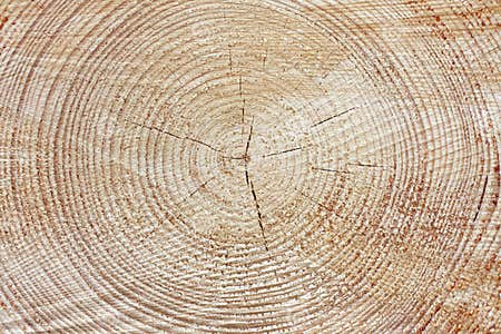 Tree rings stock image. Image of closeup, nature, wooden - 13701597