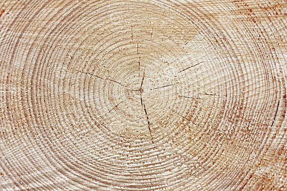 Tree rings stock image. Image of closeup, nature, wooden - 13701597