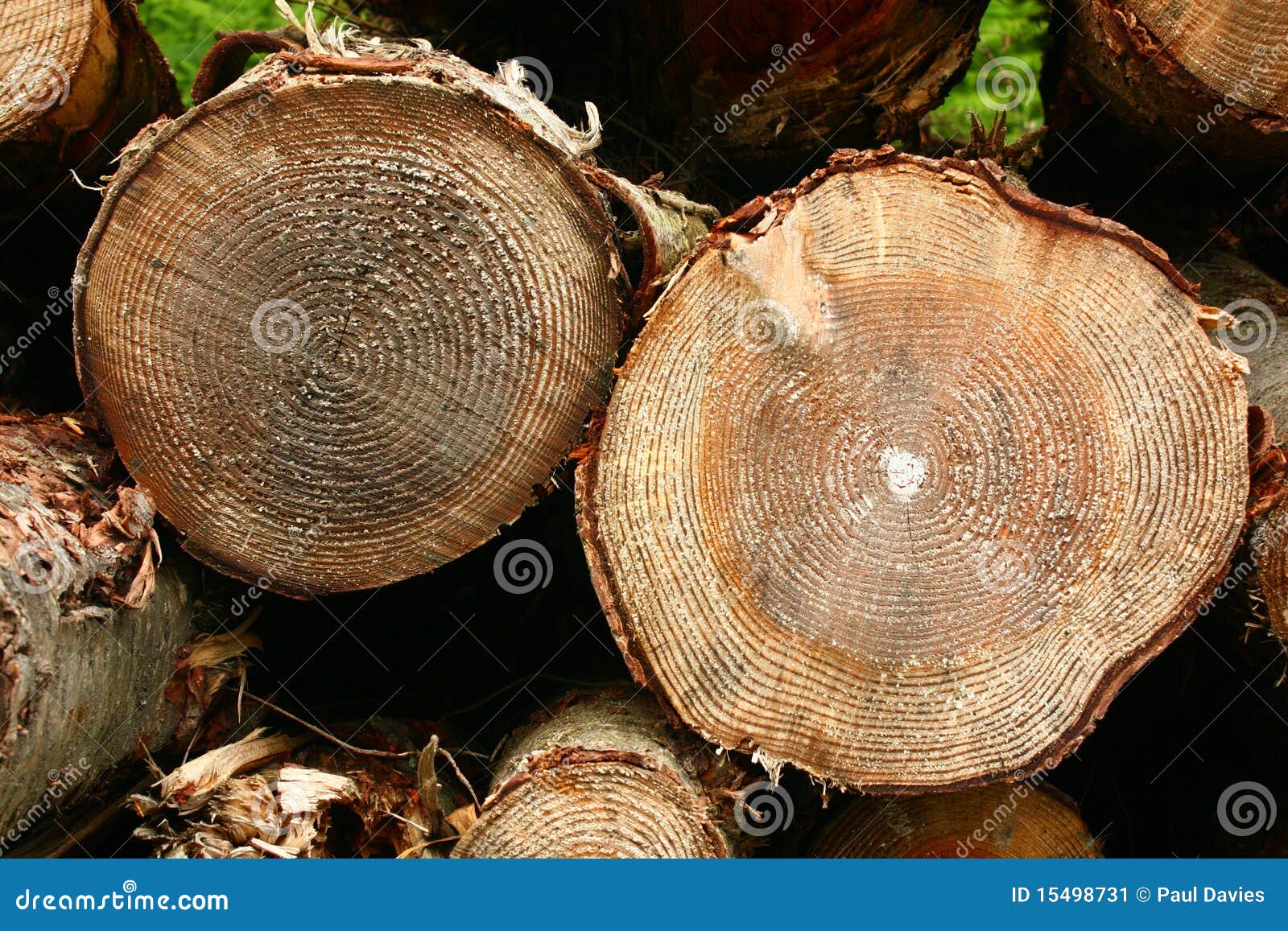 Tree Rings stock image. Image of dendrochronology, woods - 15498731