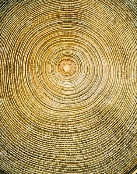 Tree Rings stock image. Image of vertical, ring, history - 17881593