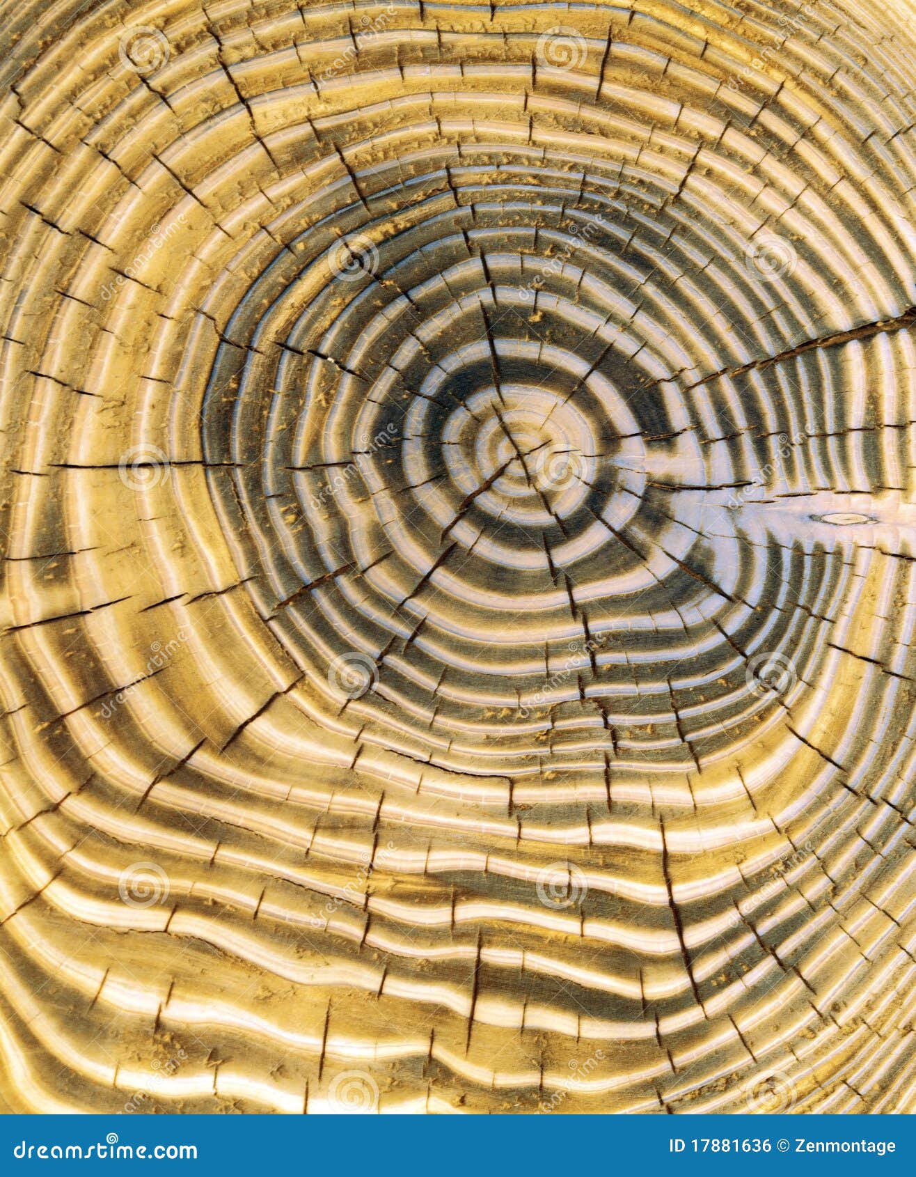 Tree Rings stock photo. Image of wooden, nature, ring - 17881636