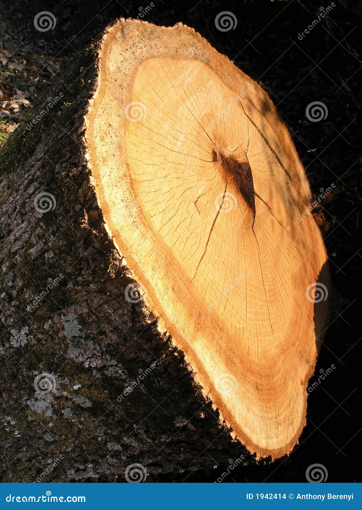 Tree Rings stock photo. Image of outdoors, crack, forestry - 1942414