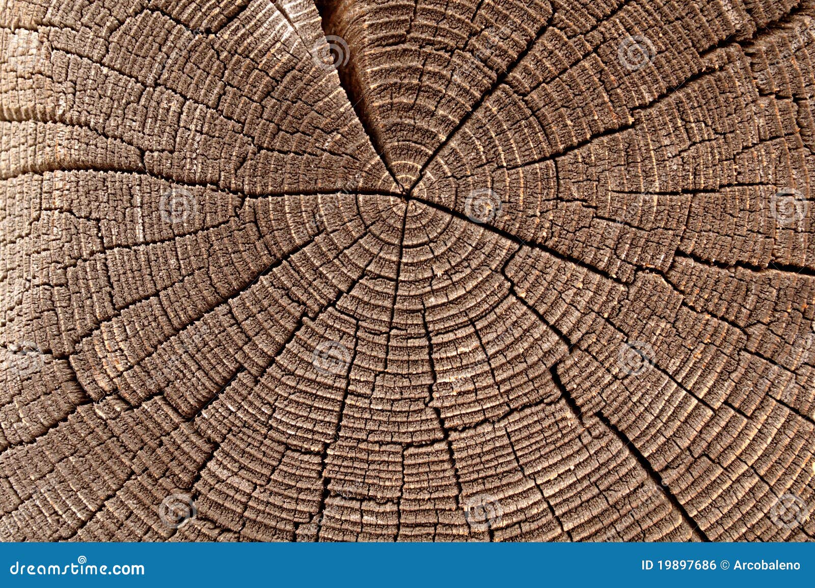 Tree Rings stock photo. Image of timber, life, process - 19897686