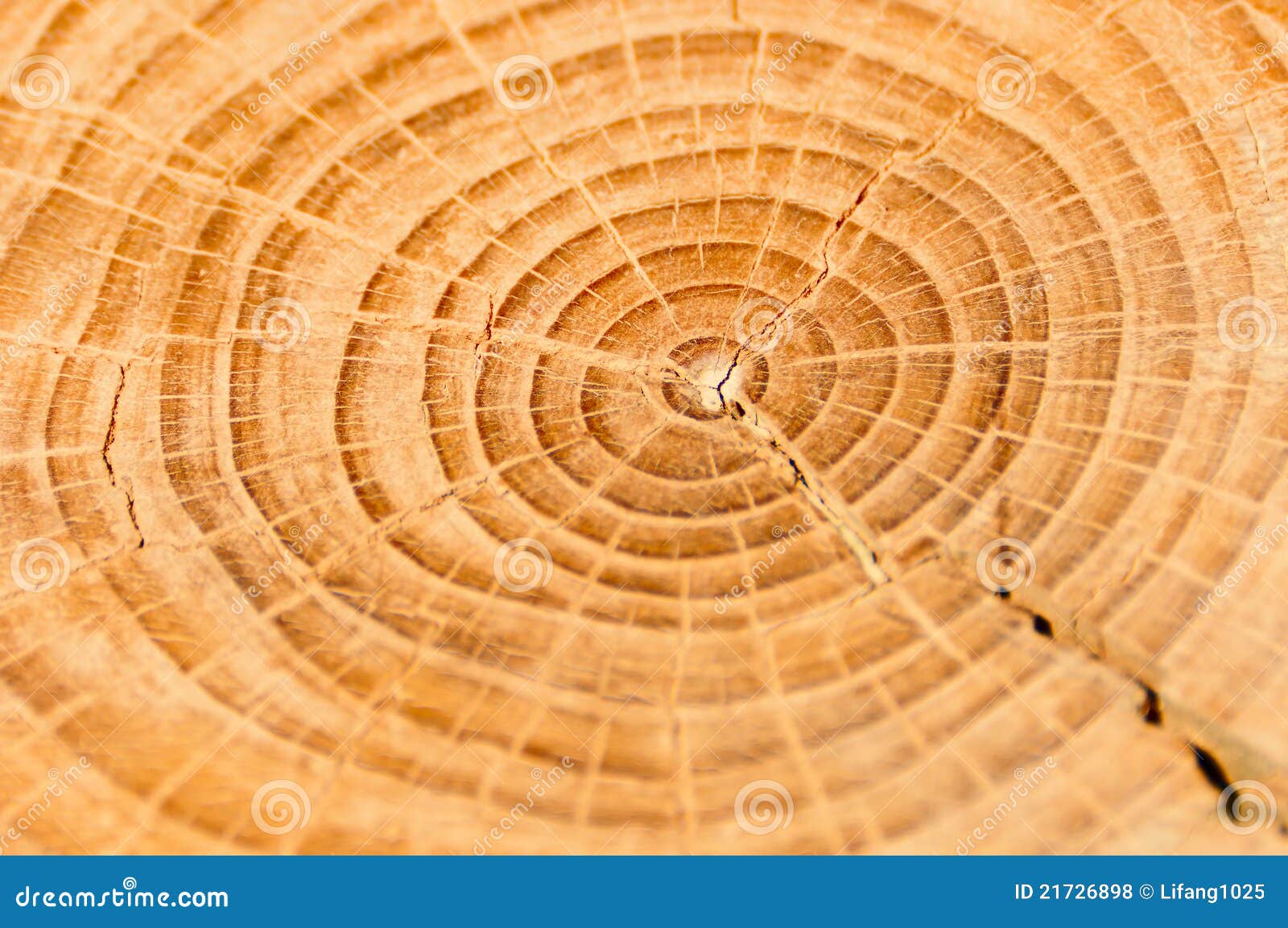 Tree rings stock photo. Image of timber, texture, circle - 21726898