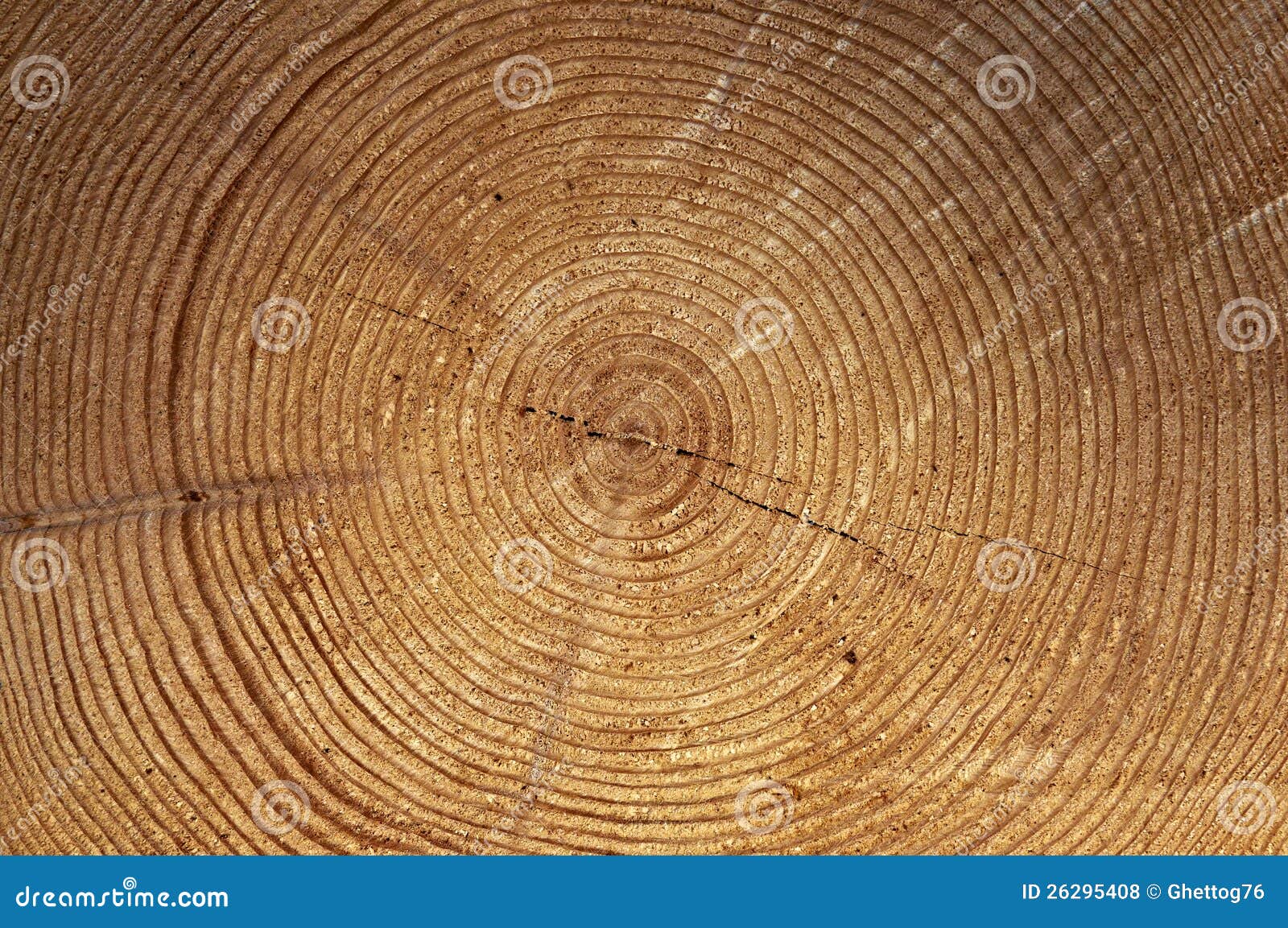 Tree rings stock photo. Image of grained, wood, tree - 26295408