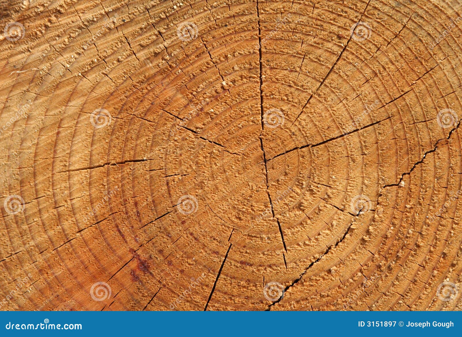 Tree Rings stock image. Image of softwood, golden, stump - 3151897