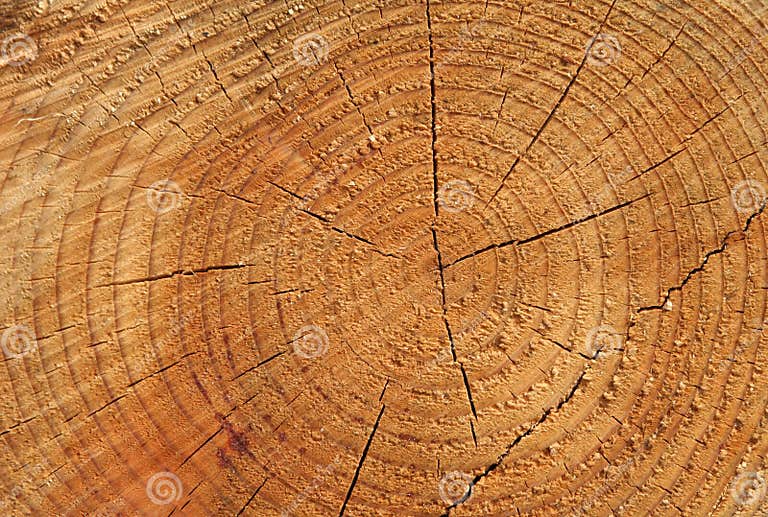 Tree Rings stock image. Image of softwood, golden, stump - 3151897