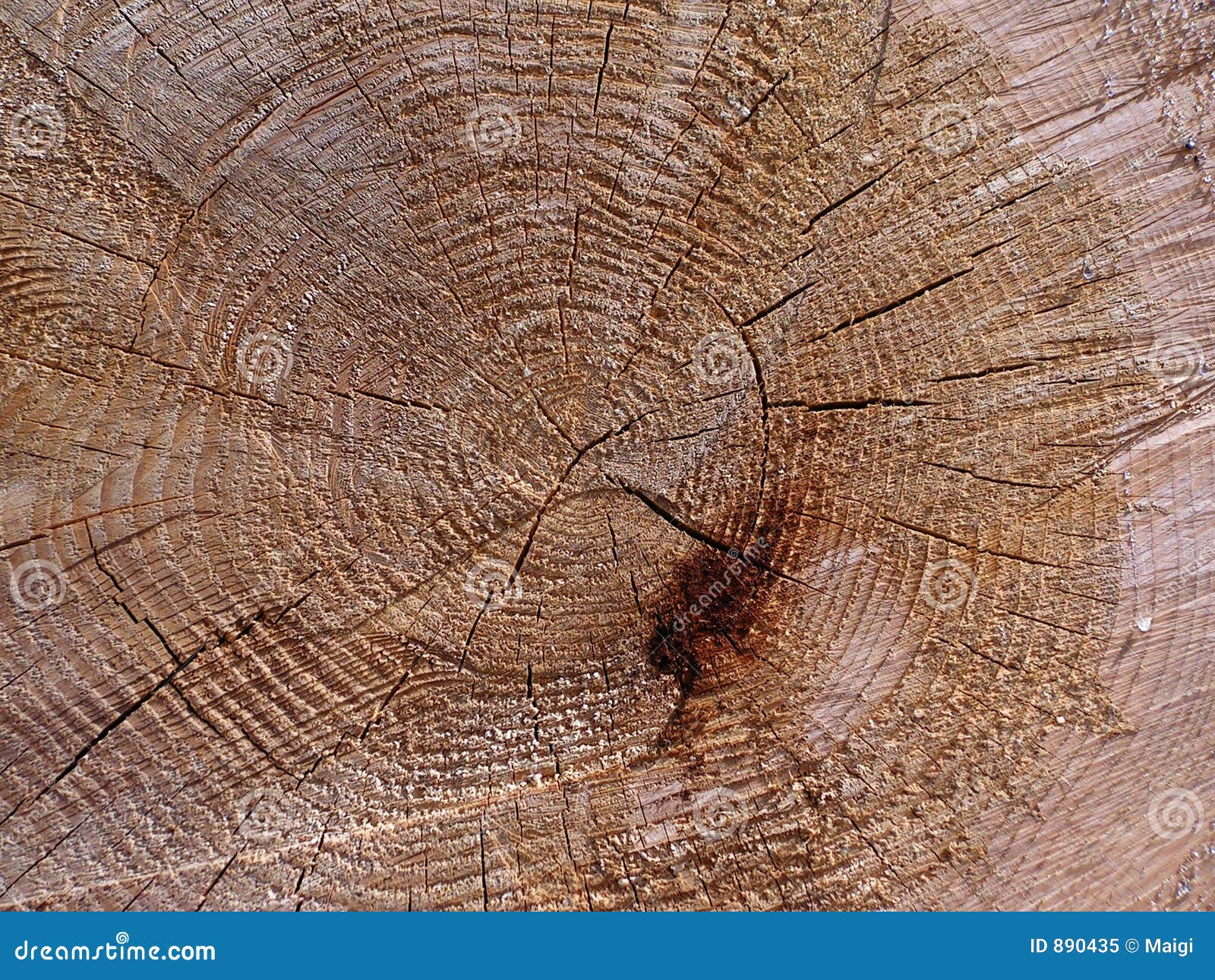 Tree rings stock image. Image of form, natural, tree, ring - 890435