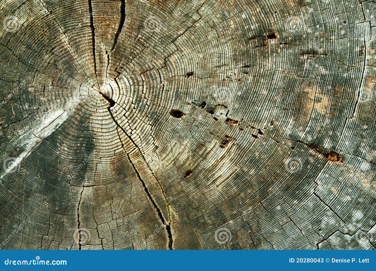Tree Rings Abstract Background Stock Image - Image of backgrounds ...