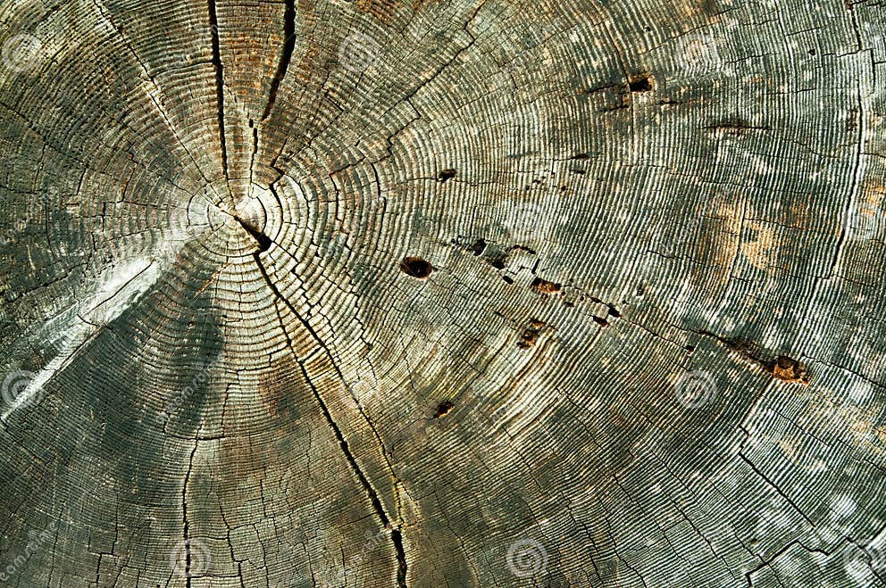 Tree Rings Abstract Background Stock Image - Image of backgrounds ...