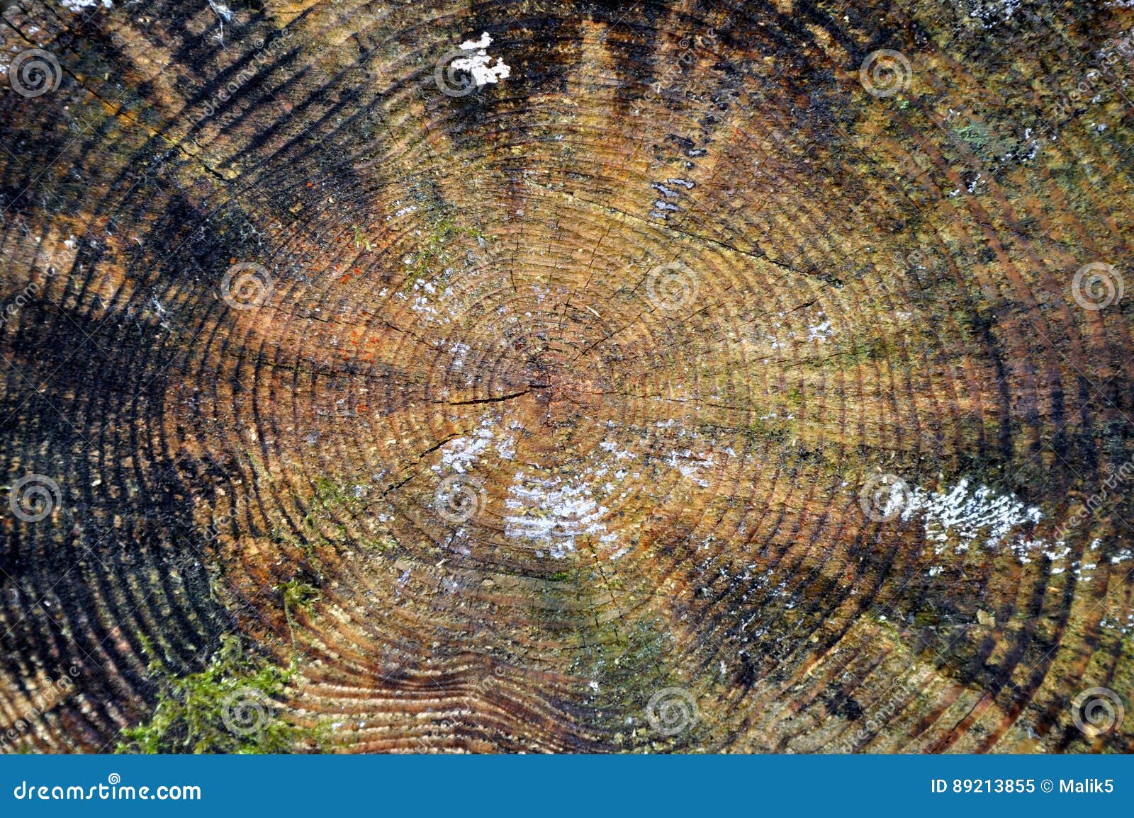 Tree Rings Abstract Background Stock Image - Image of grain, history ...