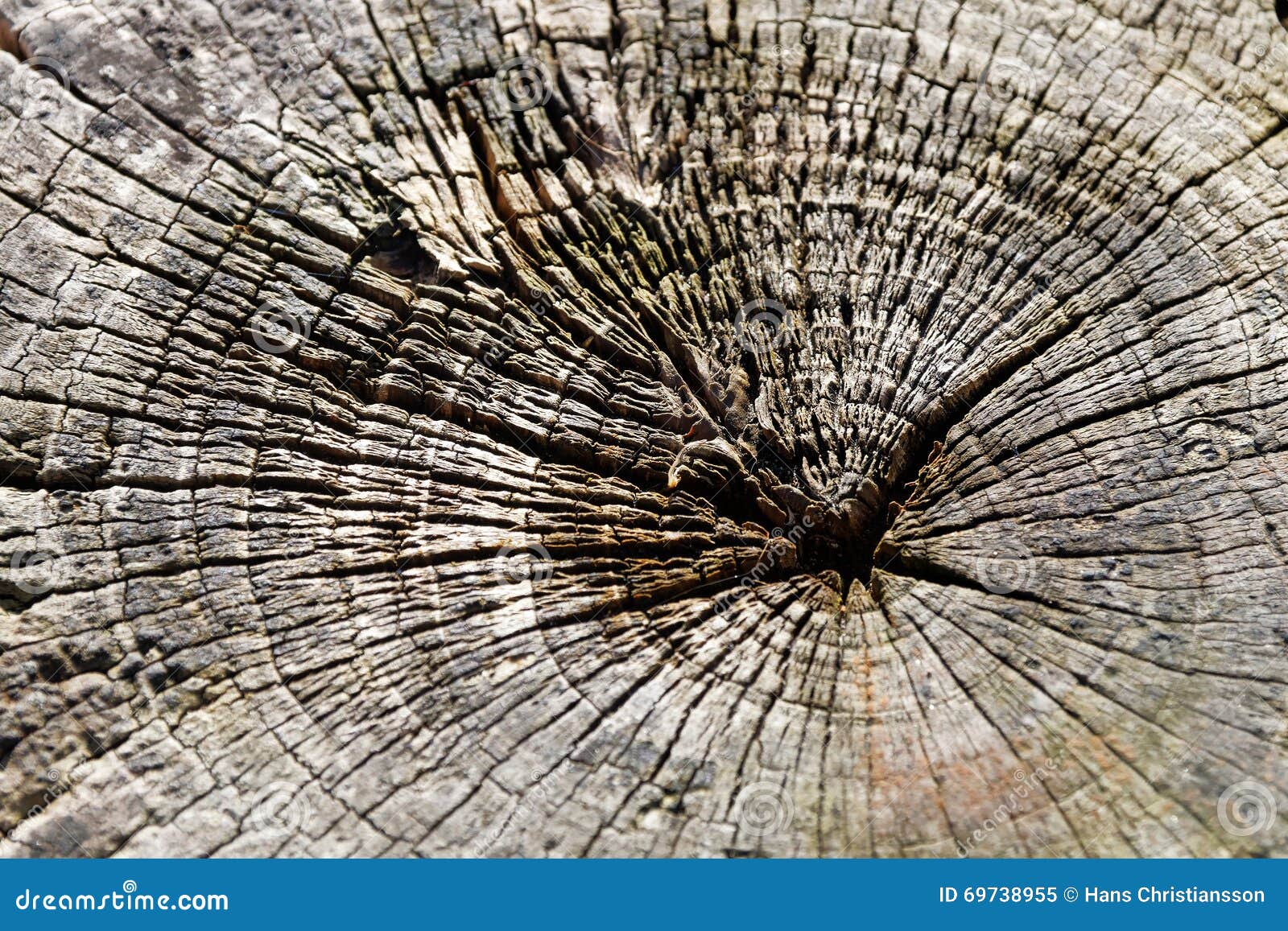 Tree rings of an aged log stock image. Image of dead - 69738955
