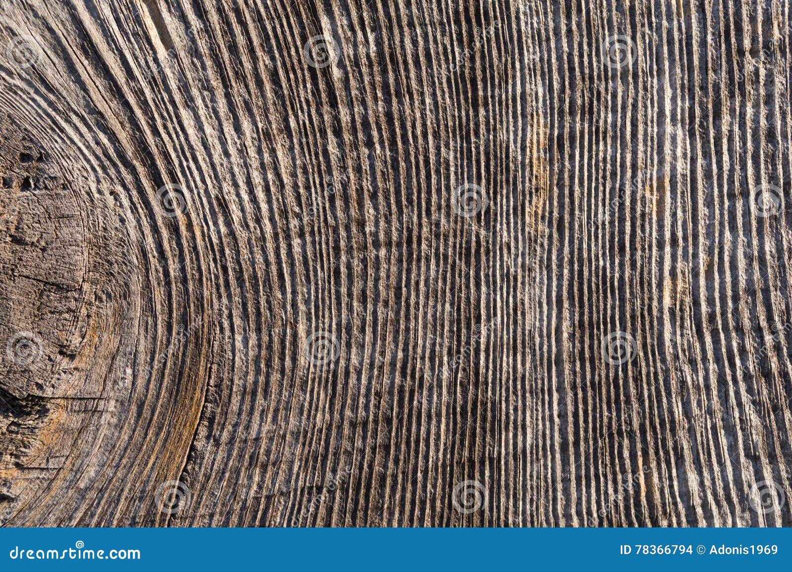 Tree rings background stock photo. Image of rings, textured - 78366794