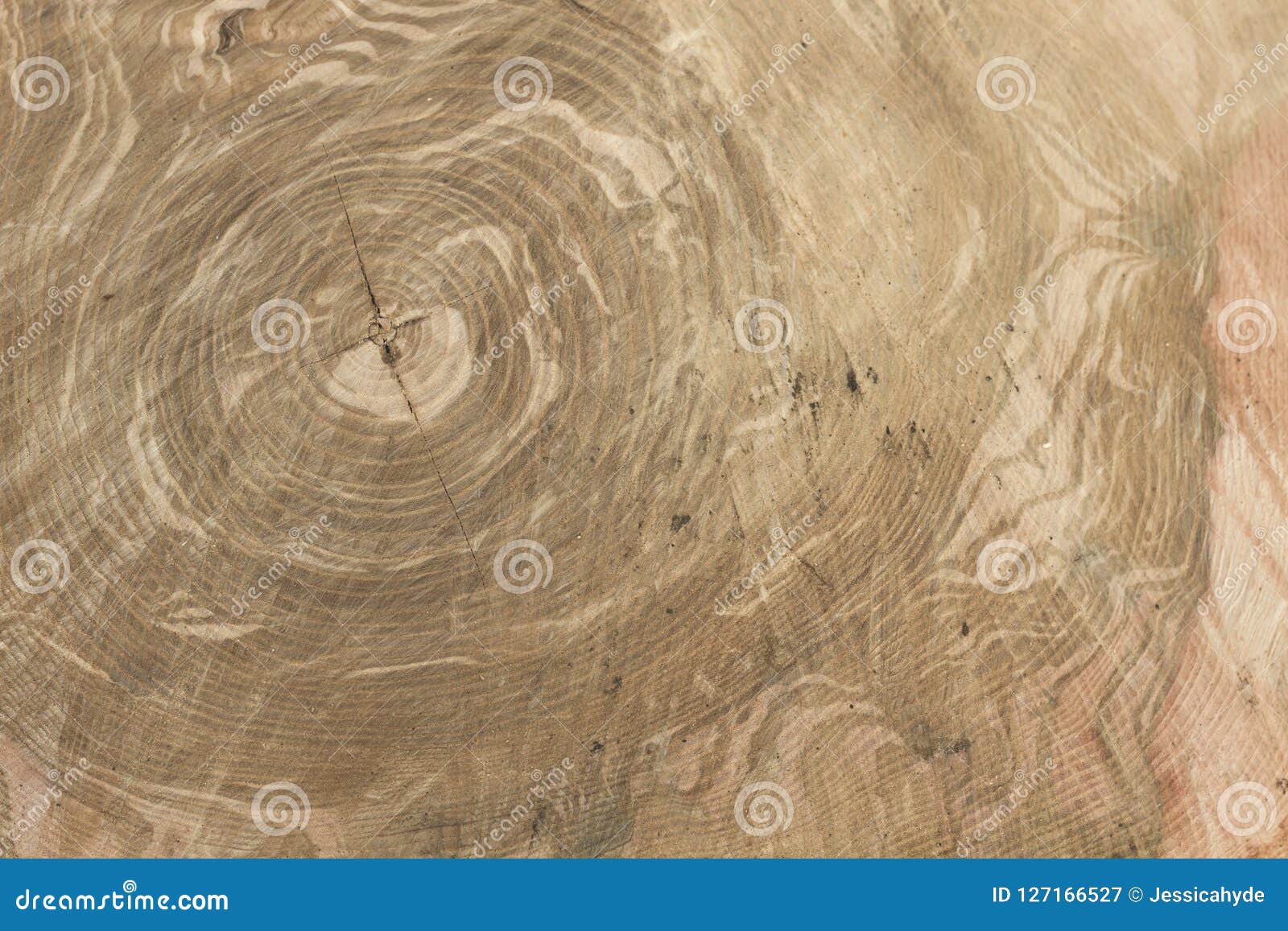 Irregular tree rings stock image. Image of life, source - 127166527